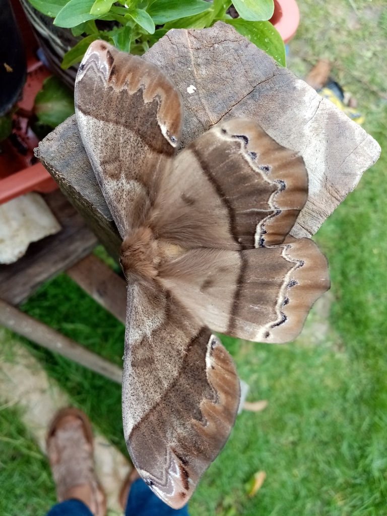 giant silk moth from San Andrés Chicahuaxtla on June 13, 2021 at 02:53 ...