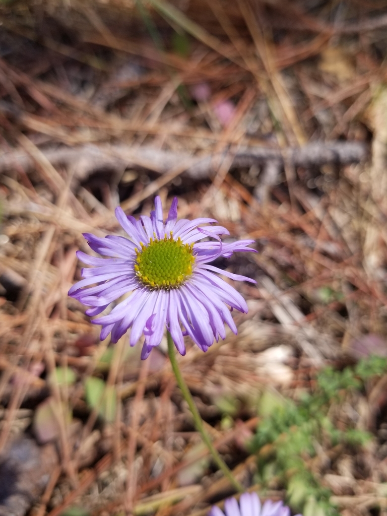 saints' daisy in June 2021 by Amanda Darling Gowdy · iNaturalist
