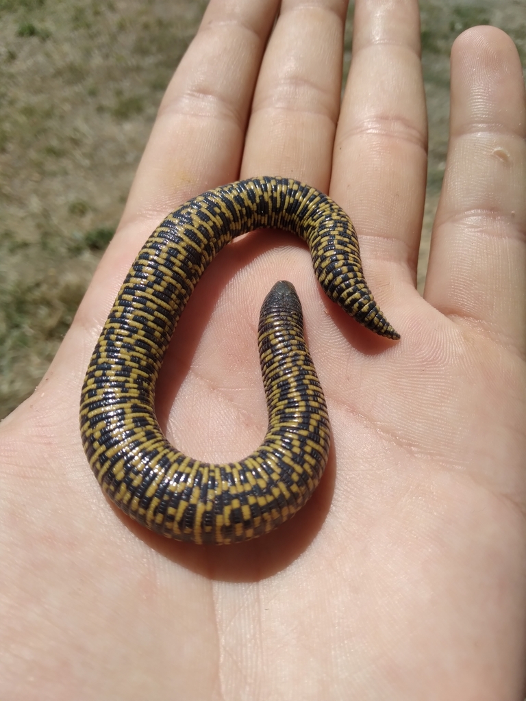 Checkerboard Worm Lizard from Tazmalt, Algérie on May 15, 2021 at 11:09 ...