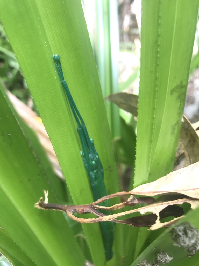Peppermint Stick Insect from 72 Cedar Road, , QLD, AU on February 21 ...