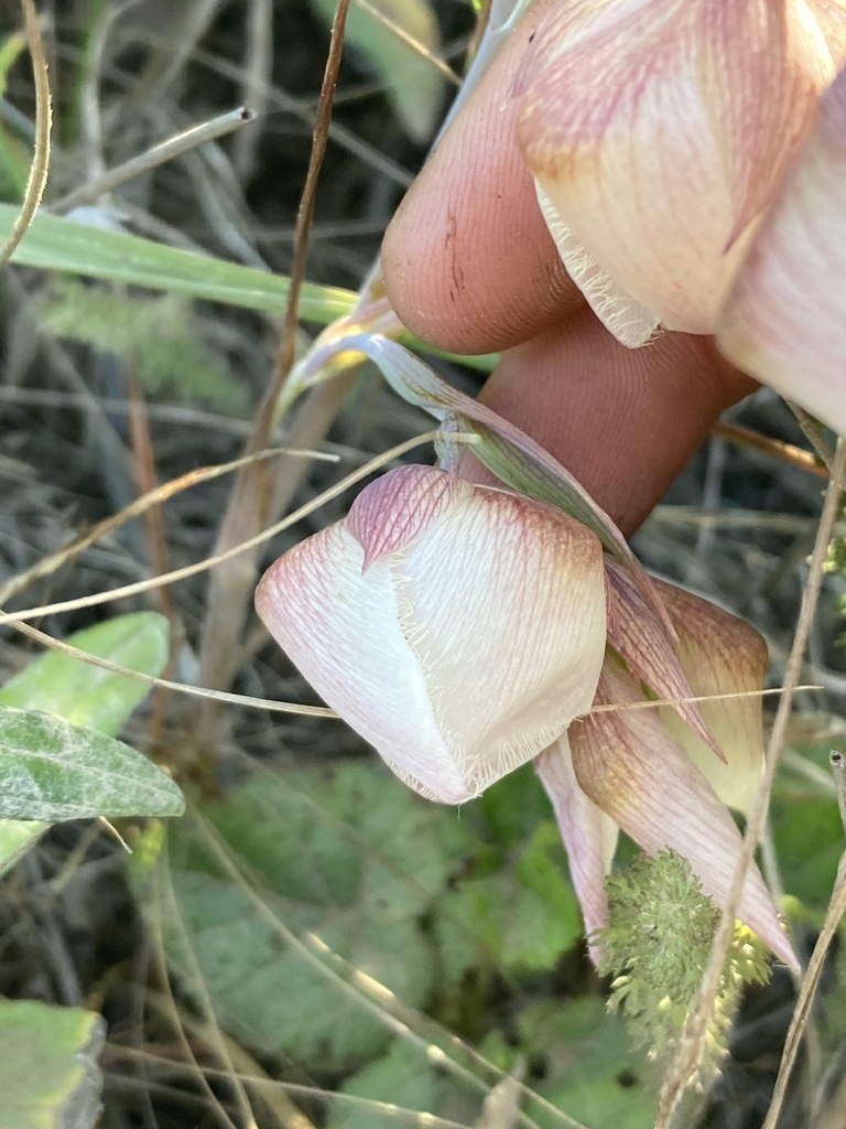 White Globe Lily from Sweeney Ridge, Pacifica, CA, US on June 15, 2021 ...