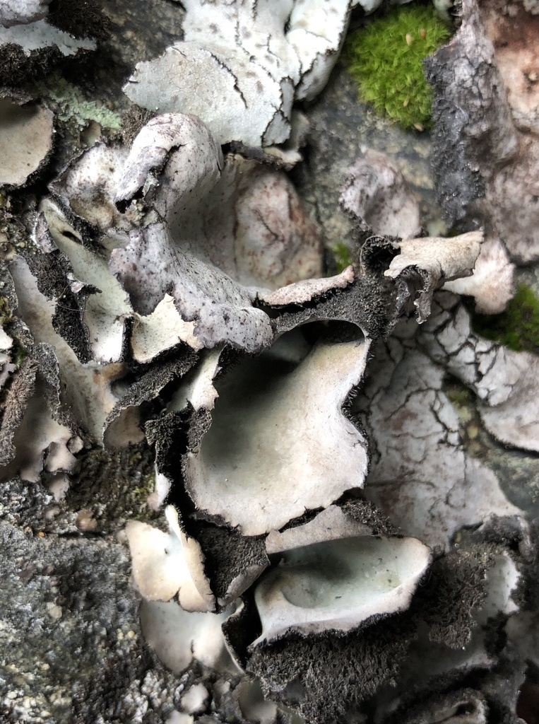 Frosted Rock Tripe from Wells Gray Provincial Park, Blue River, BC, CA ...