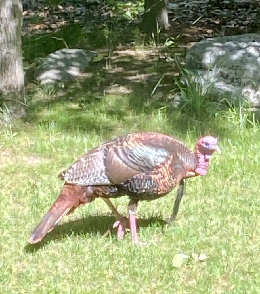 Wild Turkey from Harmony Rd, North Scituate, RI, US on June 11, 2021 at ...