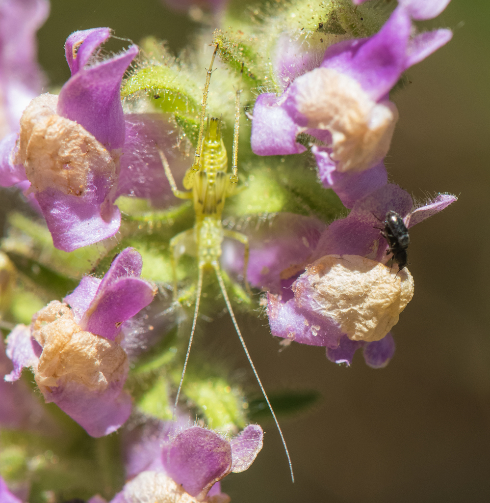 Common Tree Crickets from Central Malibu, Malibu, CA, USA on June 14 ...