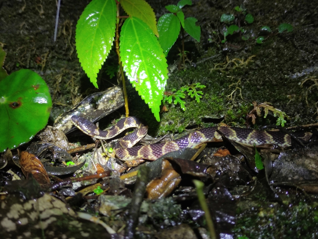 Hallberg's Cloud Forest Snake in June 2021 by Lukáš Dvořák · iNaturalist