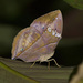 African leaf butterfly (Kallimoides rumia) · iNaturalist
