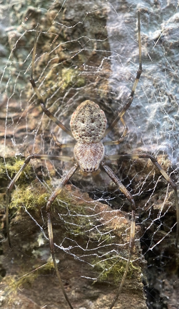 Coin Spiders from Oncospermum Trail, Singapore, Singapore, SG on June ...