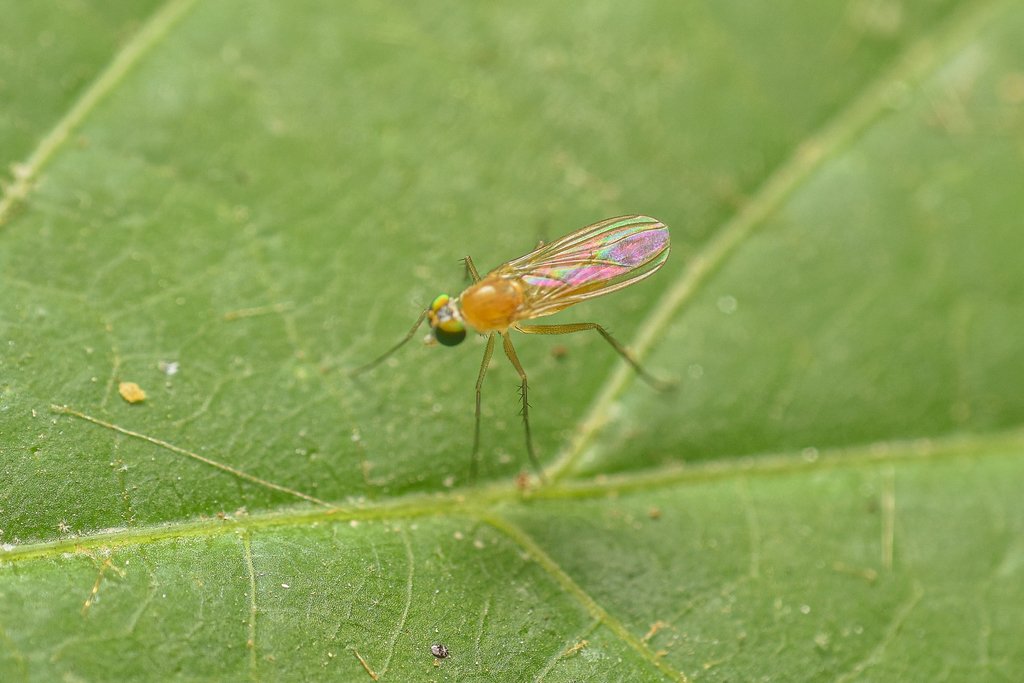 Xanthochlorus from Thessalia, Greece on June 13, 2021 at 12:36 PM by ...