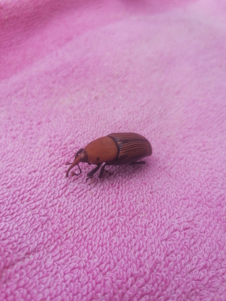 Red Palm Weevil from Praia da Nazaré, Nazaré, Portugal on June 16, 2021 ...