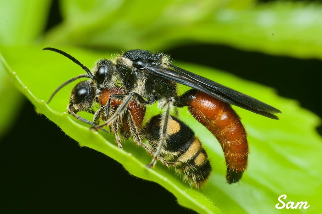 Wallacidia oculata from 天恒邨, 天水圍, 新界, HK on June 16, 2021 at 10:36 PM ...