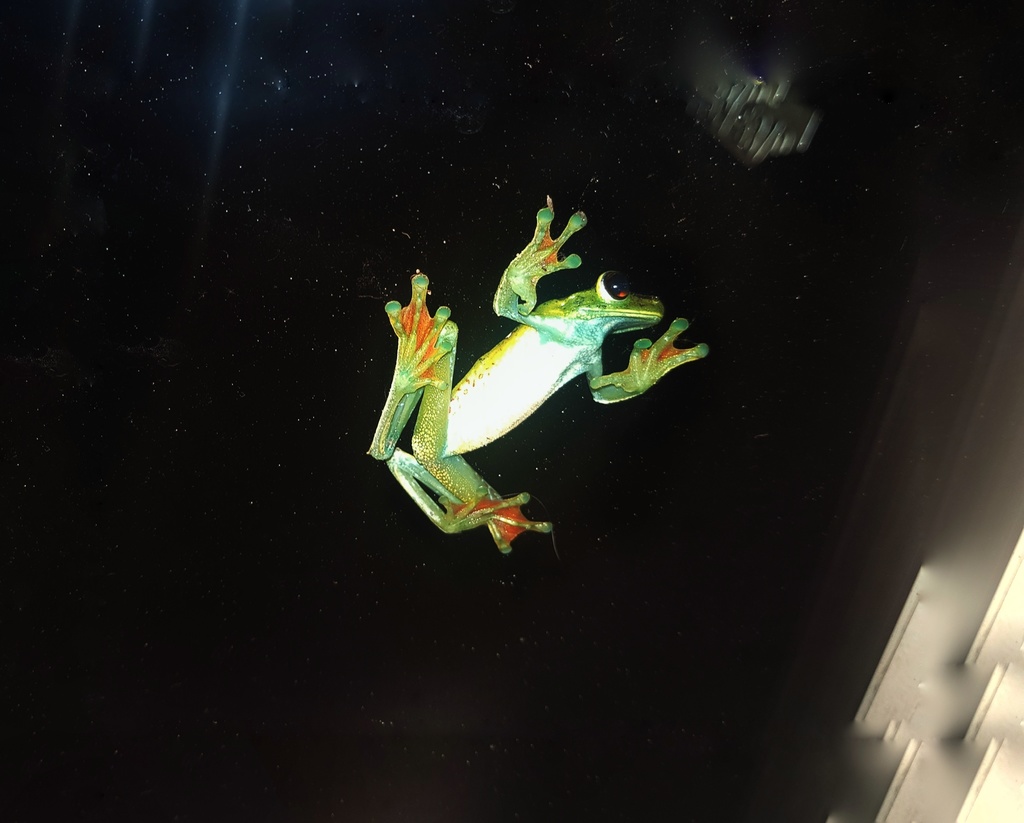 Palmar Tree Frog from santo domingo on May 07, 2021 at 11:05 PM by ...