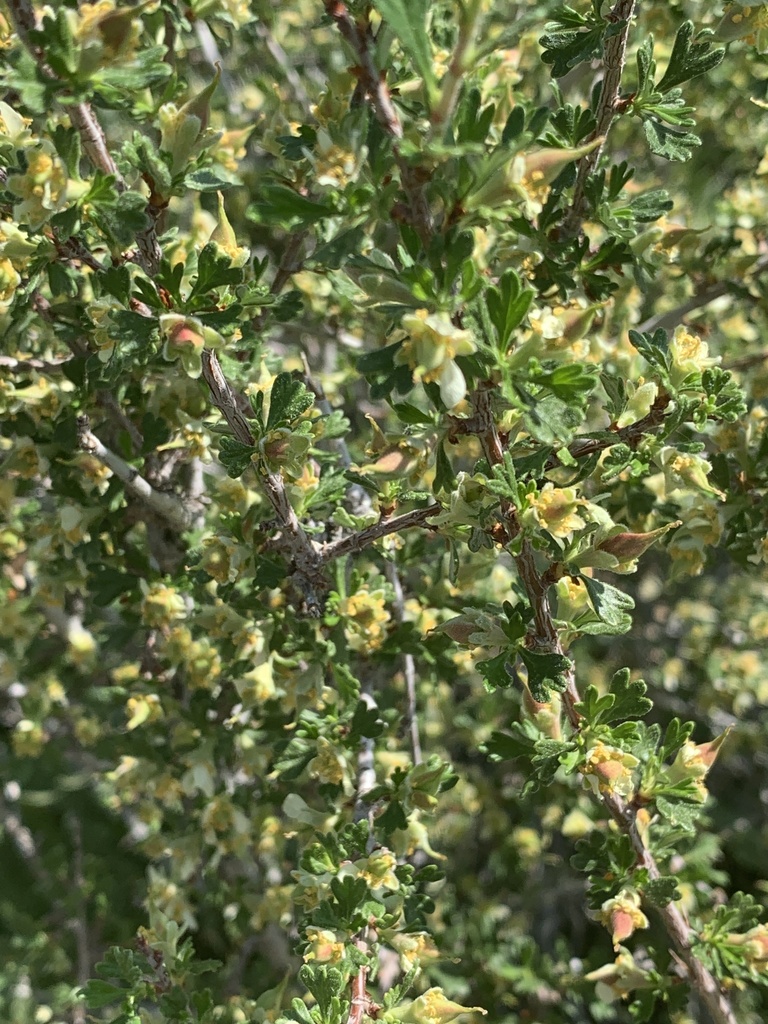 Antelope Bitterbrush from Kilby Rd, Park City, UT, US on June 16, 2021 ...