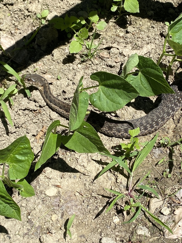 Common Garter Snake from Bushnell Campbell Rd, Fowler, OH, US on June ...