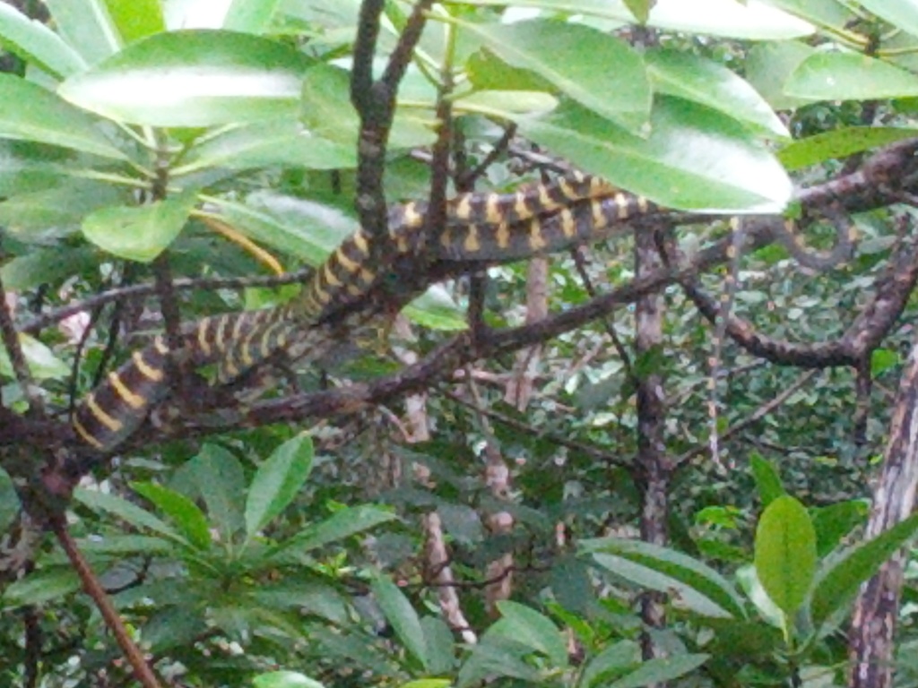 Gold-ringed Cat Snake from Sabang, Cabayugan, Puerto Princesa, Palawan ...