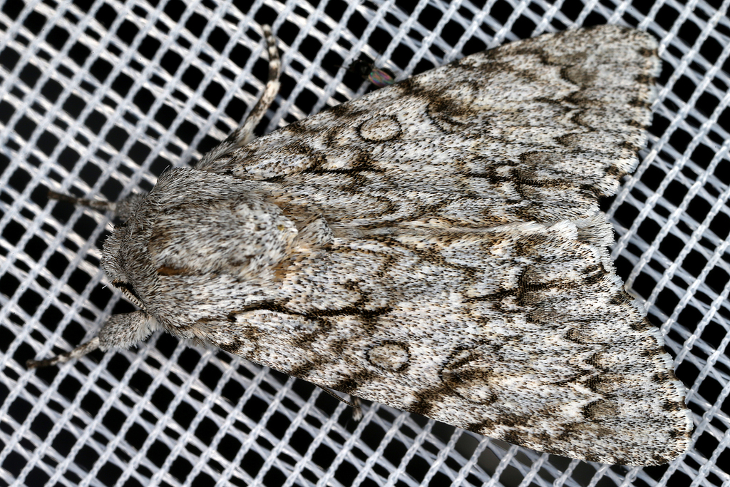 Sycamore Moth from Wetzelsdorf, Graz, Österreich on June 15, 2021 at 10 ...