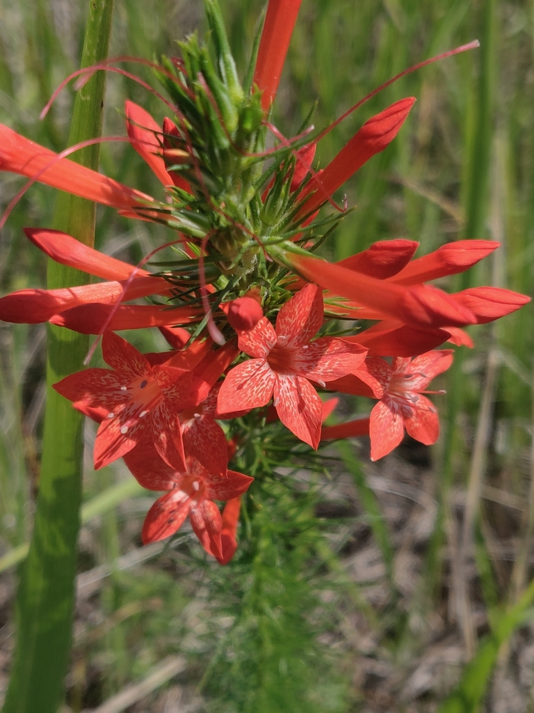 standing cypress from Lewisville, TX 75056, USA on June 16, 2021 at 11: ...