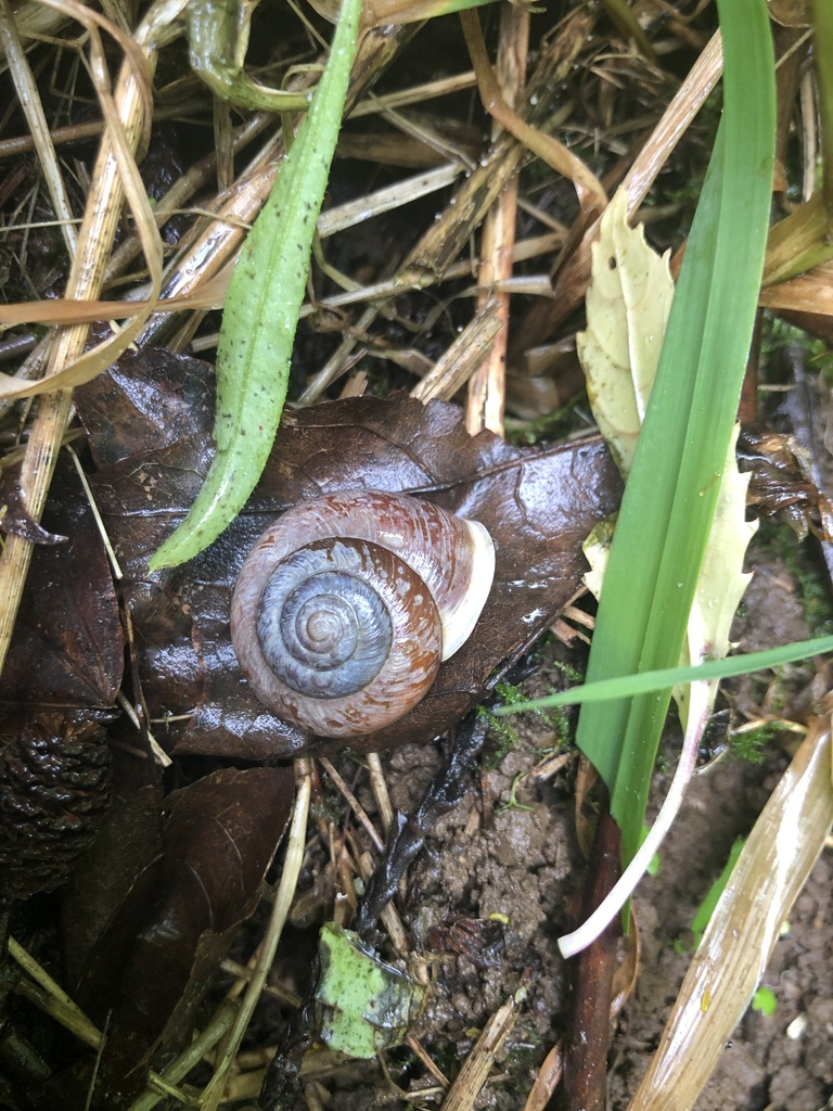 Oregon forestsnail from Forest Knolls, Langley, BC, CA on June 14, 2021 ...