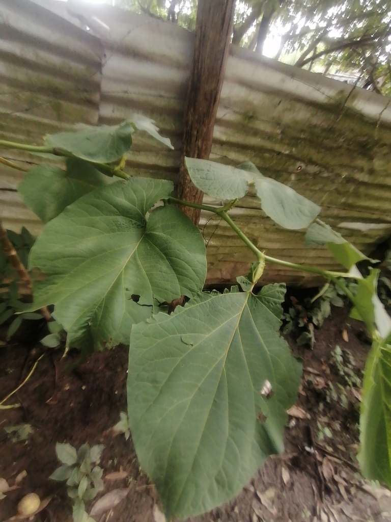 Root Beer Plant from Huimanguillo, Tab., México on June 16, 2021 at 03: ...