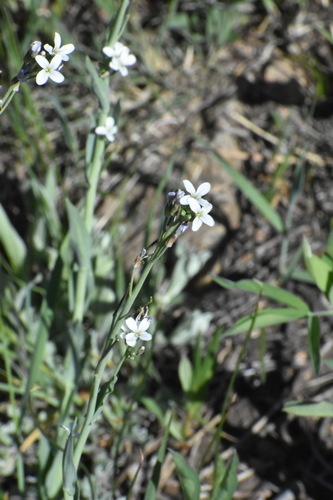 BOST (Plant Guide for Bee Phenology Project - Irwin Lab) · BioDiversity4All