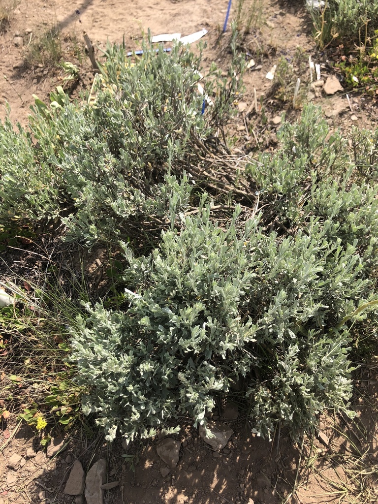 Big Sagebrush from Grand Mesa National Forest, Crested Butte, CO, US on ...