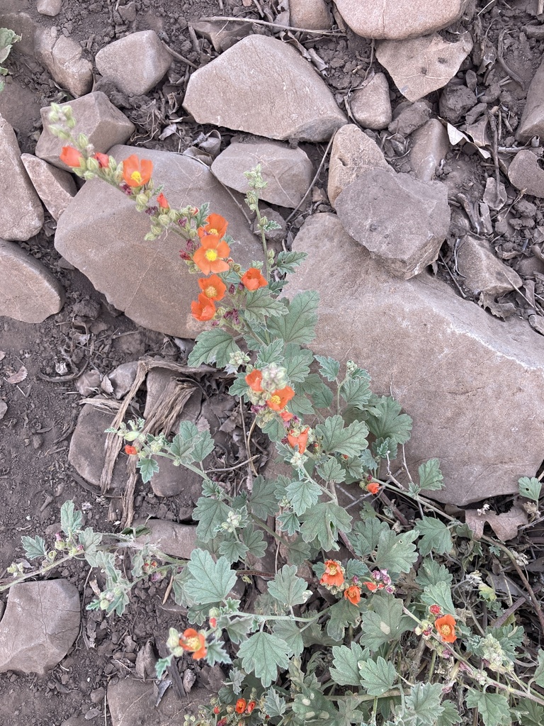 apricot globemallow from Olympic Pkwy, Park City, UT, US on 16 June ...