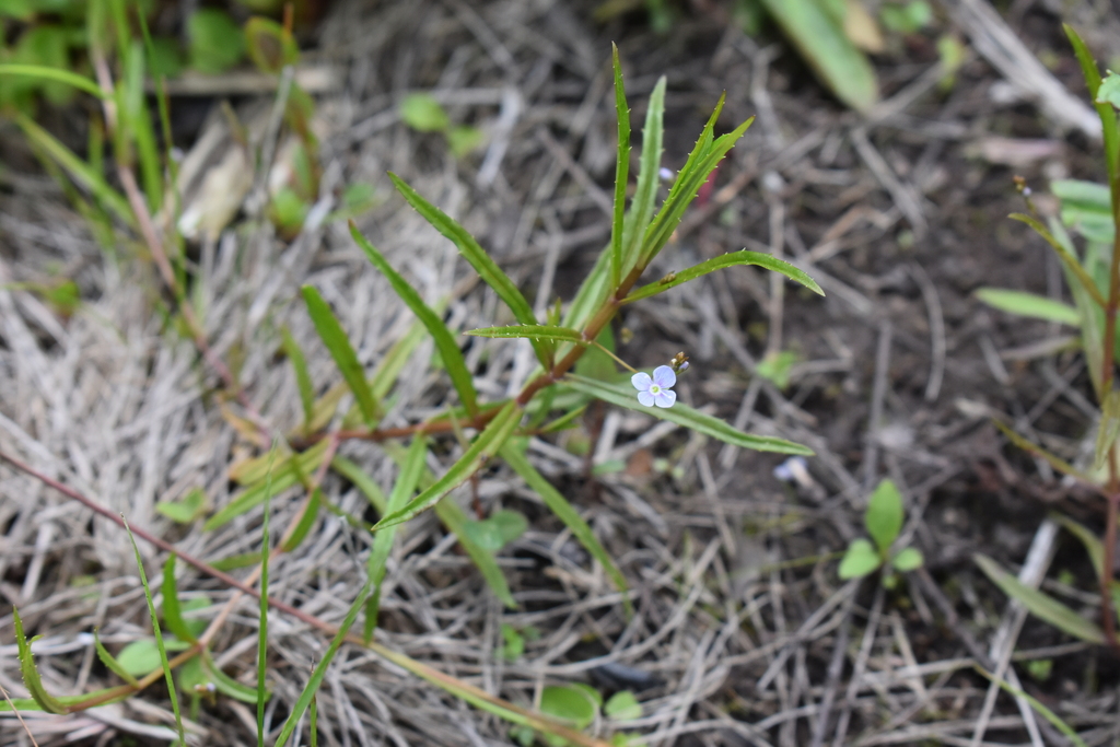 Marsh Speedwell from Grayson County, VA, USA on June 14, 2021 at 12:17 ...