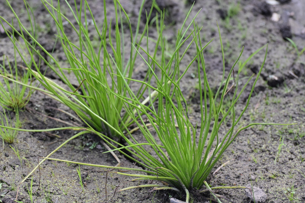 Strong Quillwort in June 2021 by Cade · iNaturalist