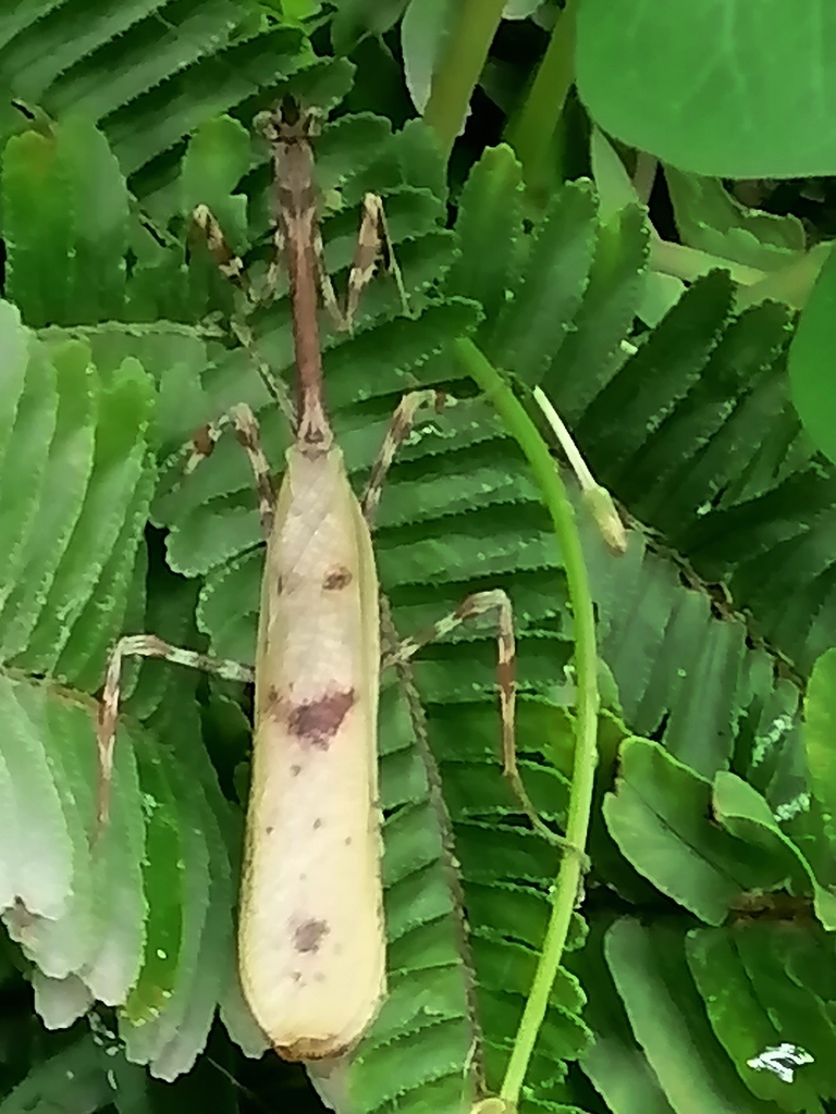 Pseudovates from Cuernavaca, Mor., México on June 15, 2021 at 02:53 PM ...
