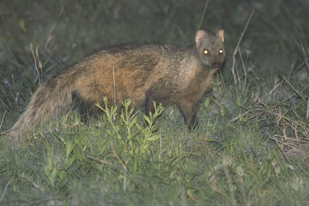 White Tailed Mongoose