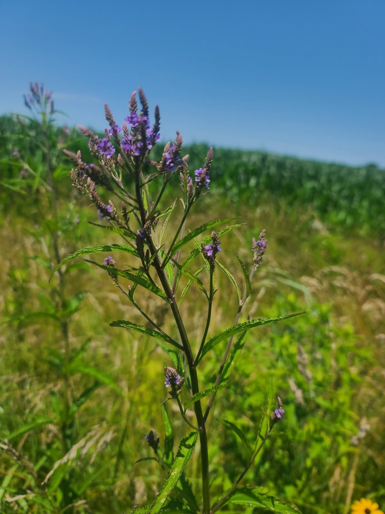 blue vervain from St Joseph, TN 38481, USA on June 16, 2021 at 12:07 PM ...