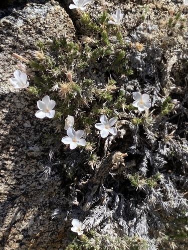 LEPU (Plant Guide for Bee Phenology Project - Irwin Lab) · iNaturalist
