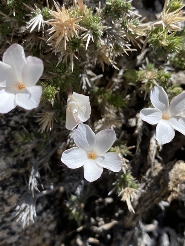LEPU (Plant Guide for Bee Phenology Project - Irwin Lab) · iNaturalist