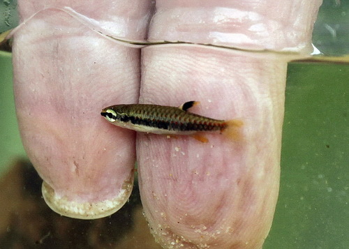 Copella callolepis · iNaturalist