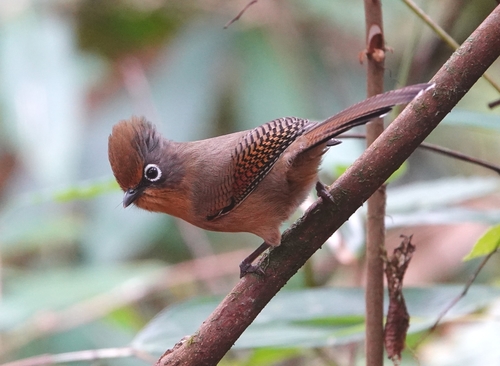 ratite's Favorites · iNaturalist Australia