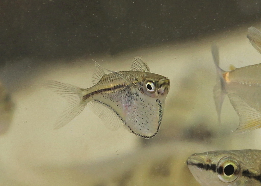 Dwarf Hatchetfish (Carnegiella schereri) - Marine Life Identification