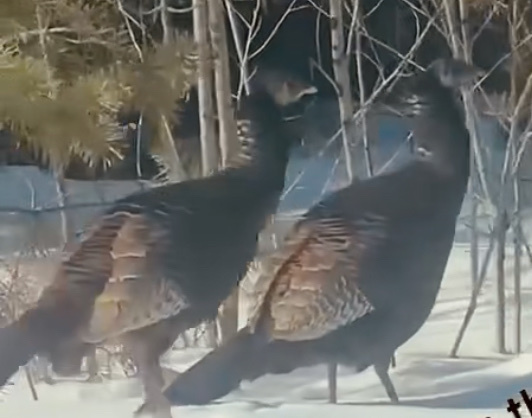 Wild Turkey from Val-d'Or, QC, CA on May 28, 2021 at 02:00 PM by ...