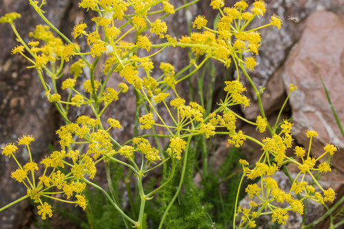 Lesser Fennel (Ferulago humilis) · iNaturalist