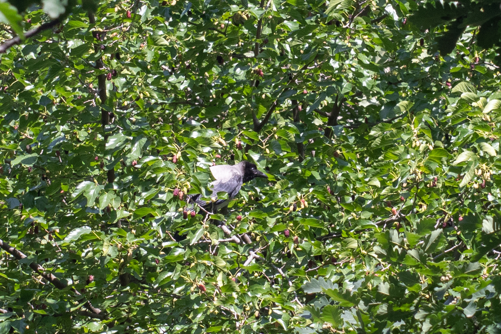 Hooded Crow from Gldani I Micro-District, Tbilisi, Georgia on June 17 ...