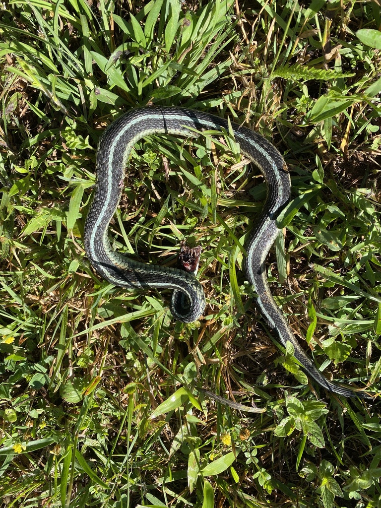 Common Garter Snake from Woods Gap Rd SE, Floyd, VA, US on June 17 ...