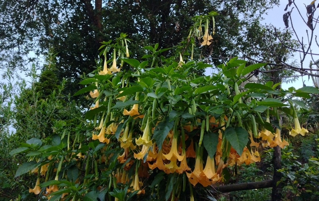 apricot angel's trumpet from Oaxaca, MX on June 16, 2021 at 07:48 PM by ...