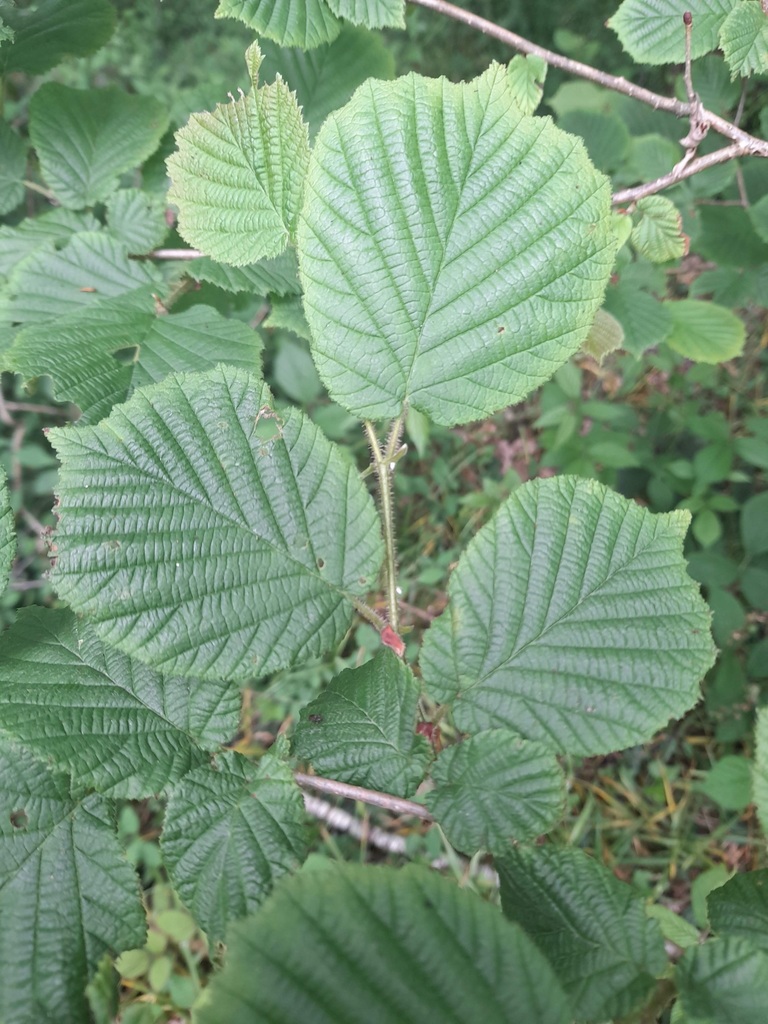 common hazel from perranarworthal on June 16, 2021 at 11:06 AM by Laura ...