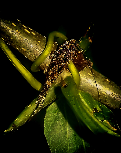 Genus Neomachilellus · iNaturalist