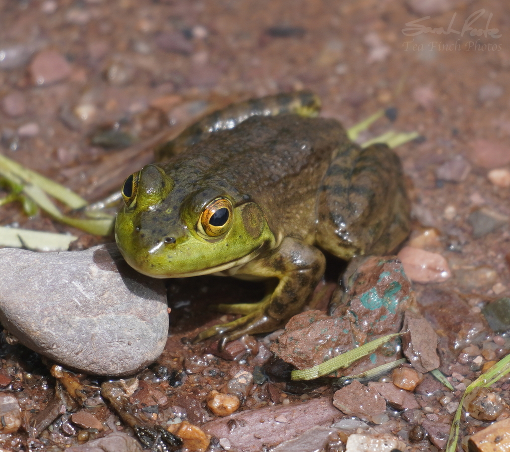 American Bullfrog from Kings County, NS, Canada on June 16, 2021 at 01: ...