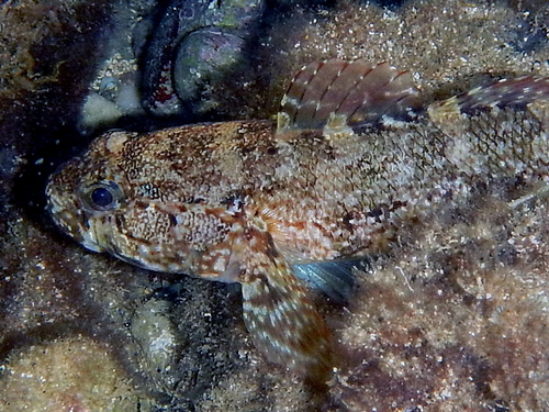Rock Goby (Gobius paganellus) · iNaturalist United Kingdom