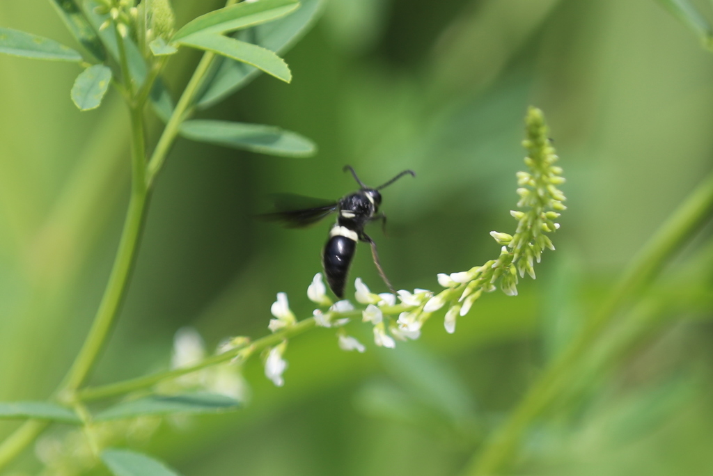 Four-toothed Mason Wasp from scuba ranch on June 12, 2021 by vvookiee ...