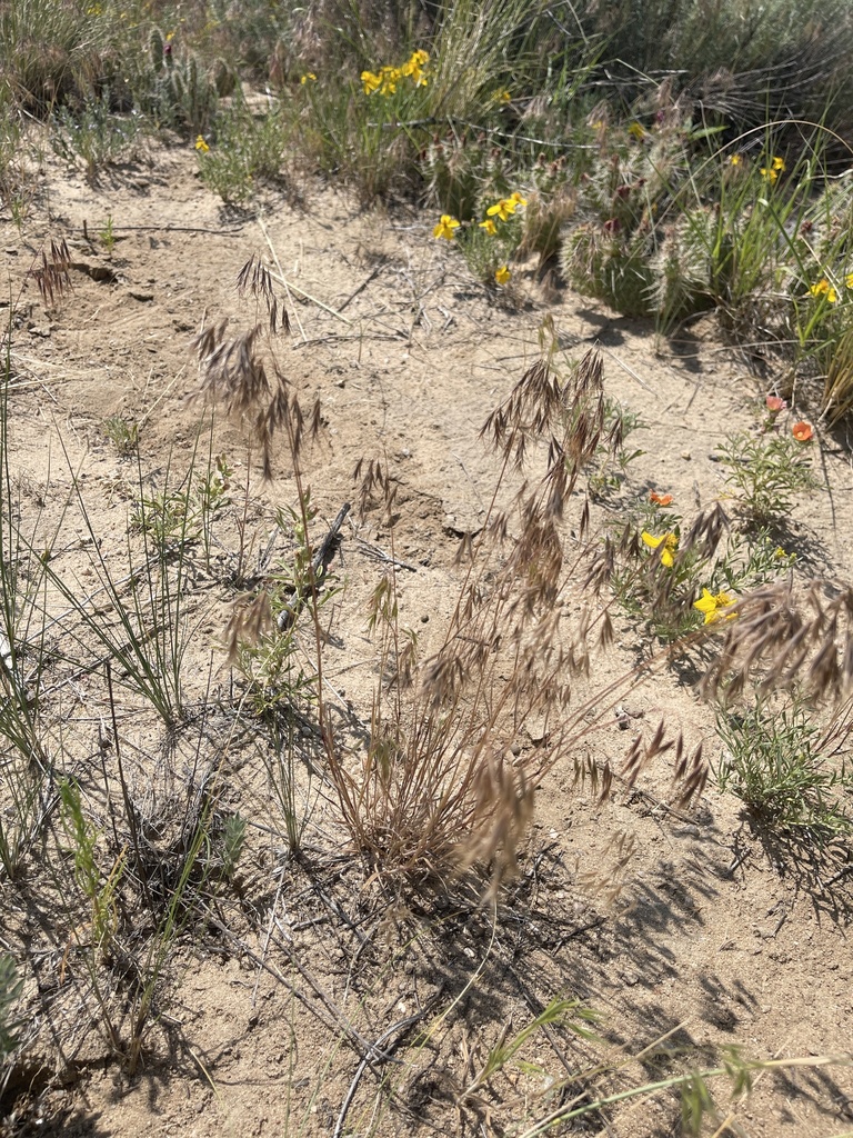 Cheatgrass from Pueblo, CO, US on June 17, 2021 at 10:33 AM by pink ...