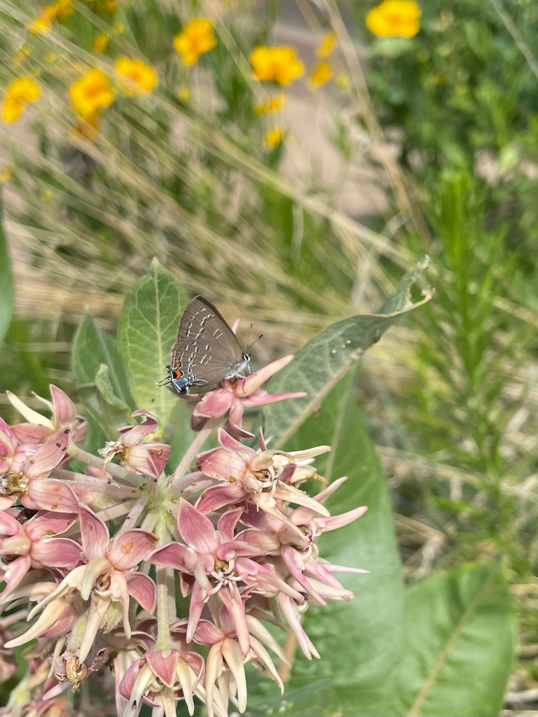 Banded Hairstreak from Eau Claire on June 17, 2021 at 10:42 AM by Nick ...