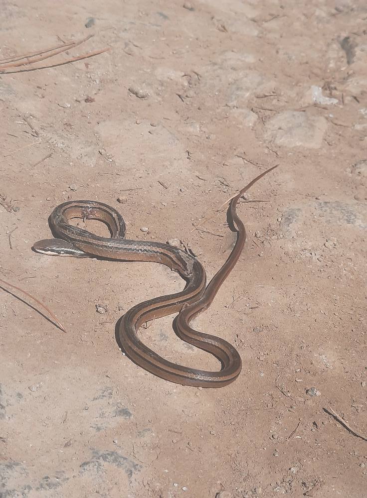 Pine-Oak Snake from Morelia, Mich., México on June 16, 2021 at 12:22 PM ...