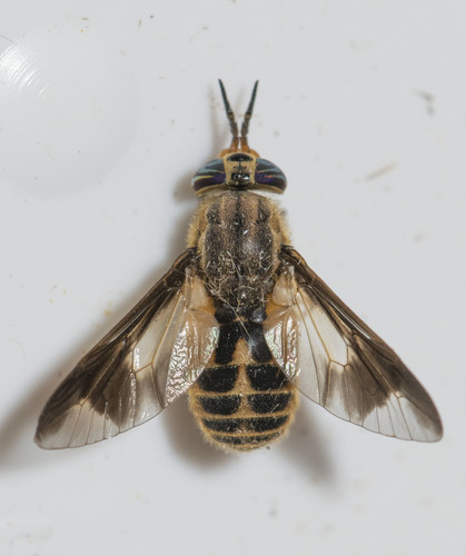 Chrysops indus · iNaturalist United Kingdom