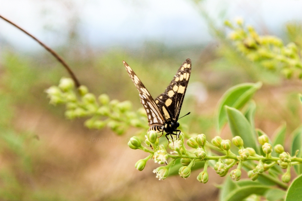Baronia brevicornis brevicornis in June 2021 by Jonathan Ortega ...